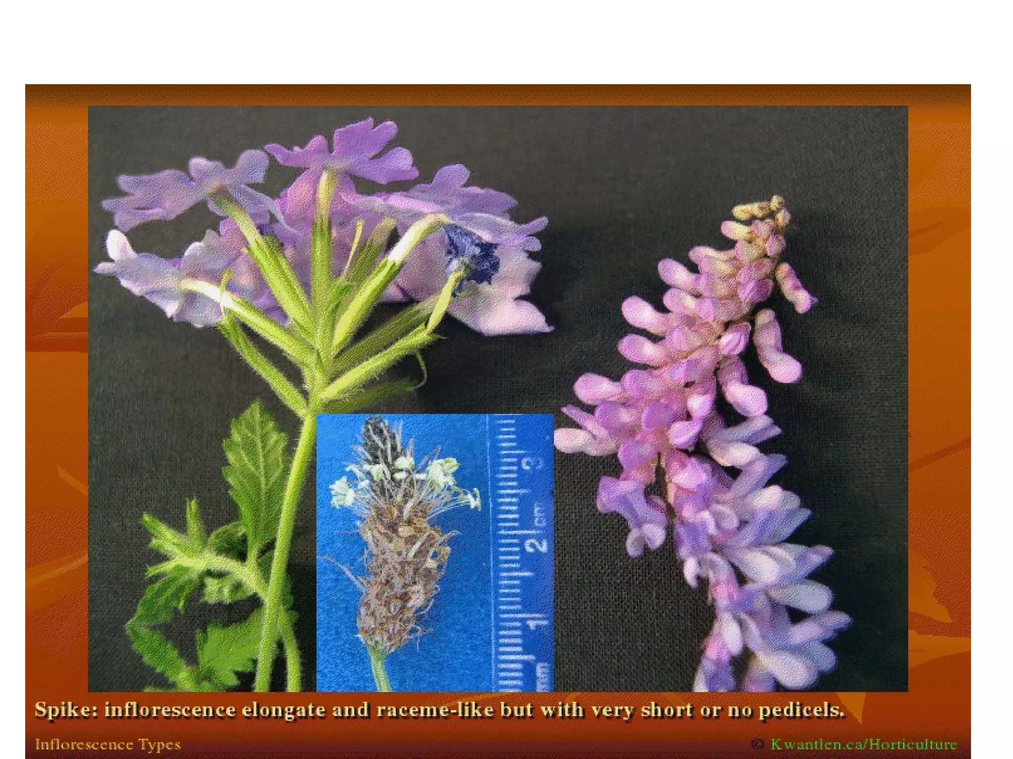 5. morphology of flowering parts (inflorescence) | PPT
