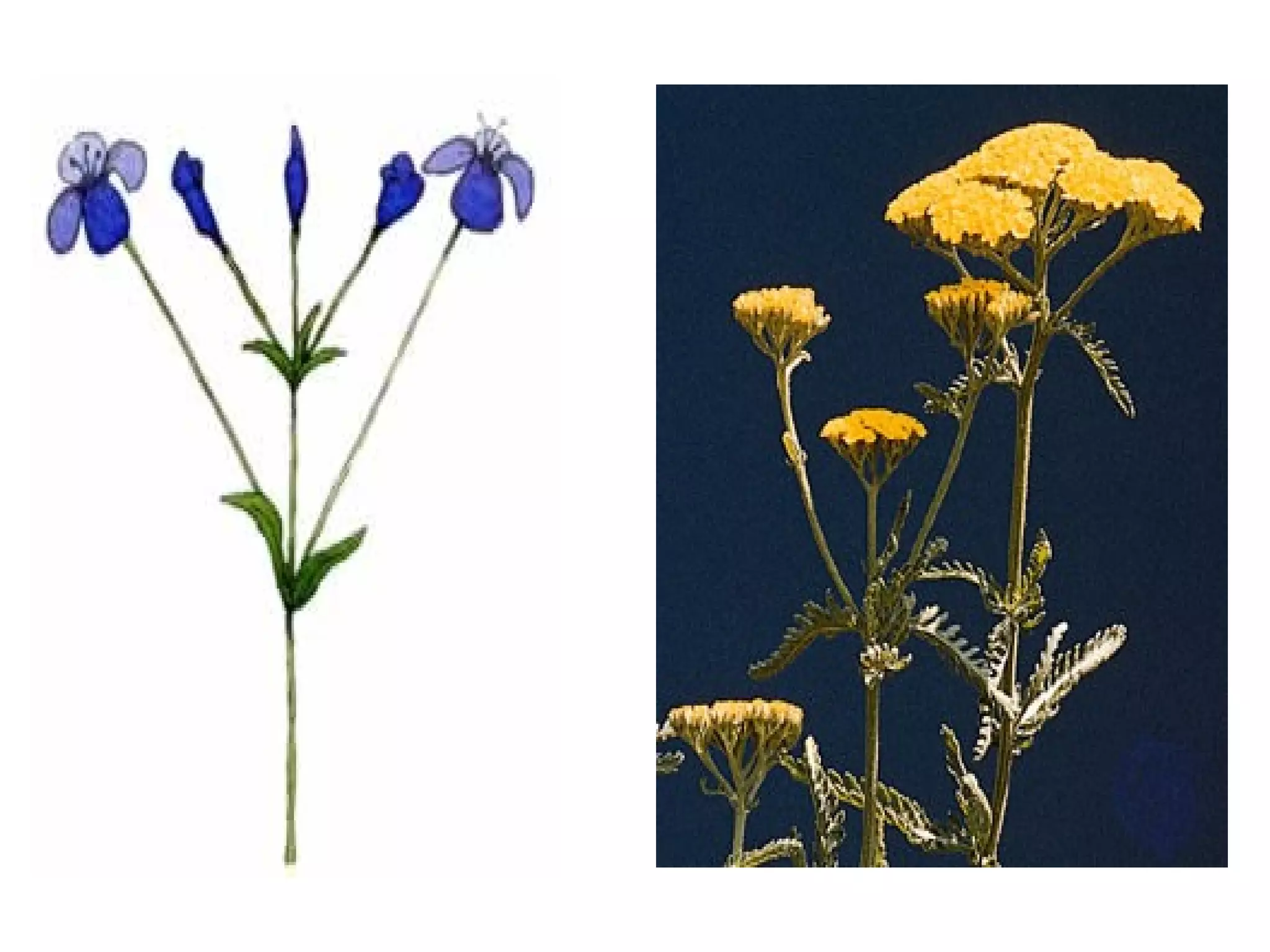 5. morphology of flowering parts (inflorescence) | PPT