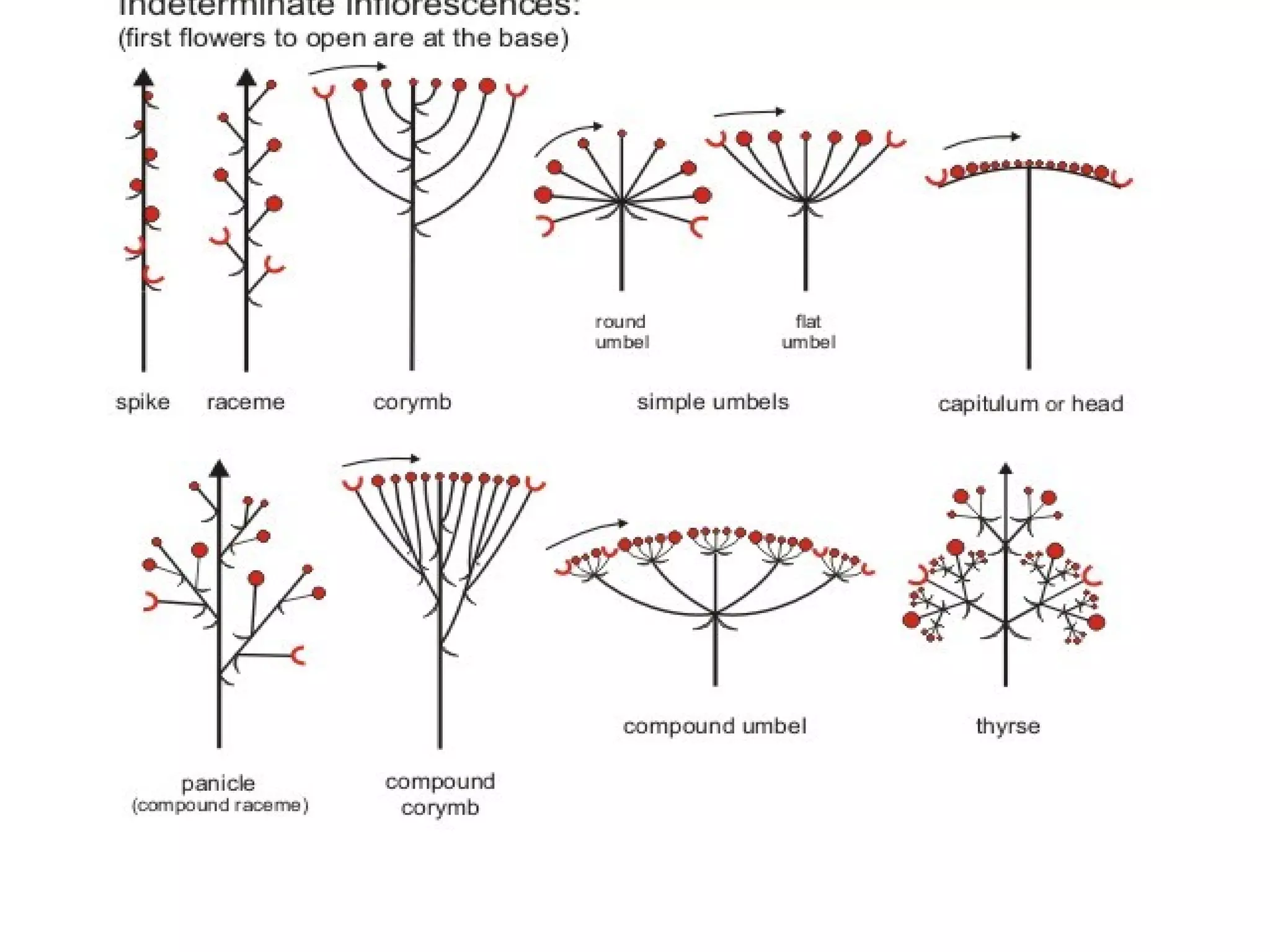 5. morphology of flowering parts (inflorescence) | PPT