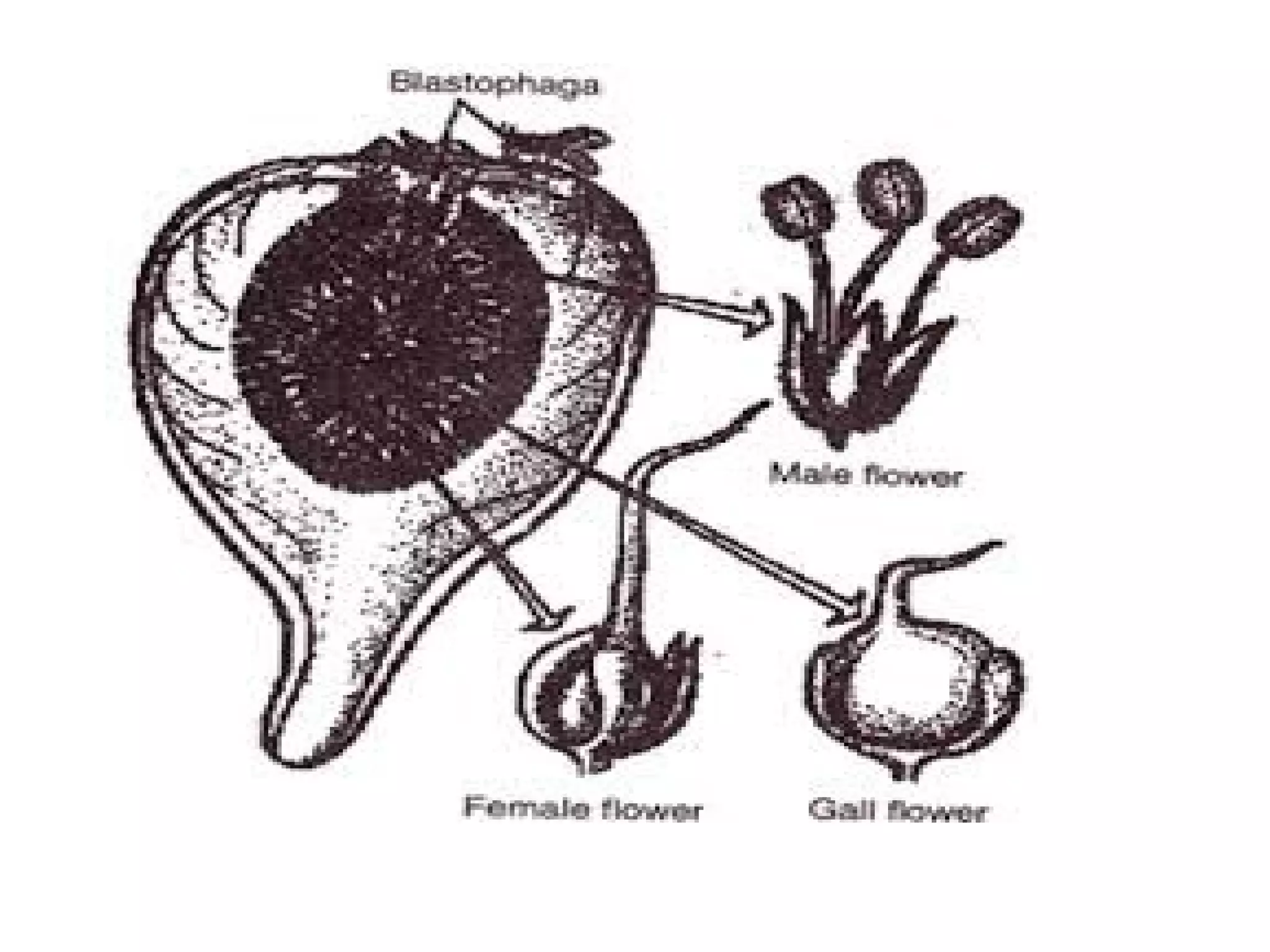 5. morphology of flowering parts (inflorescence) | PPT