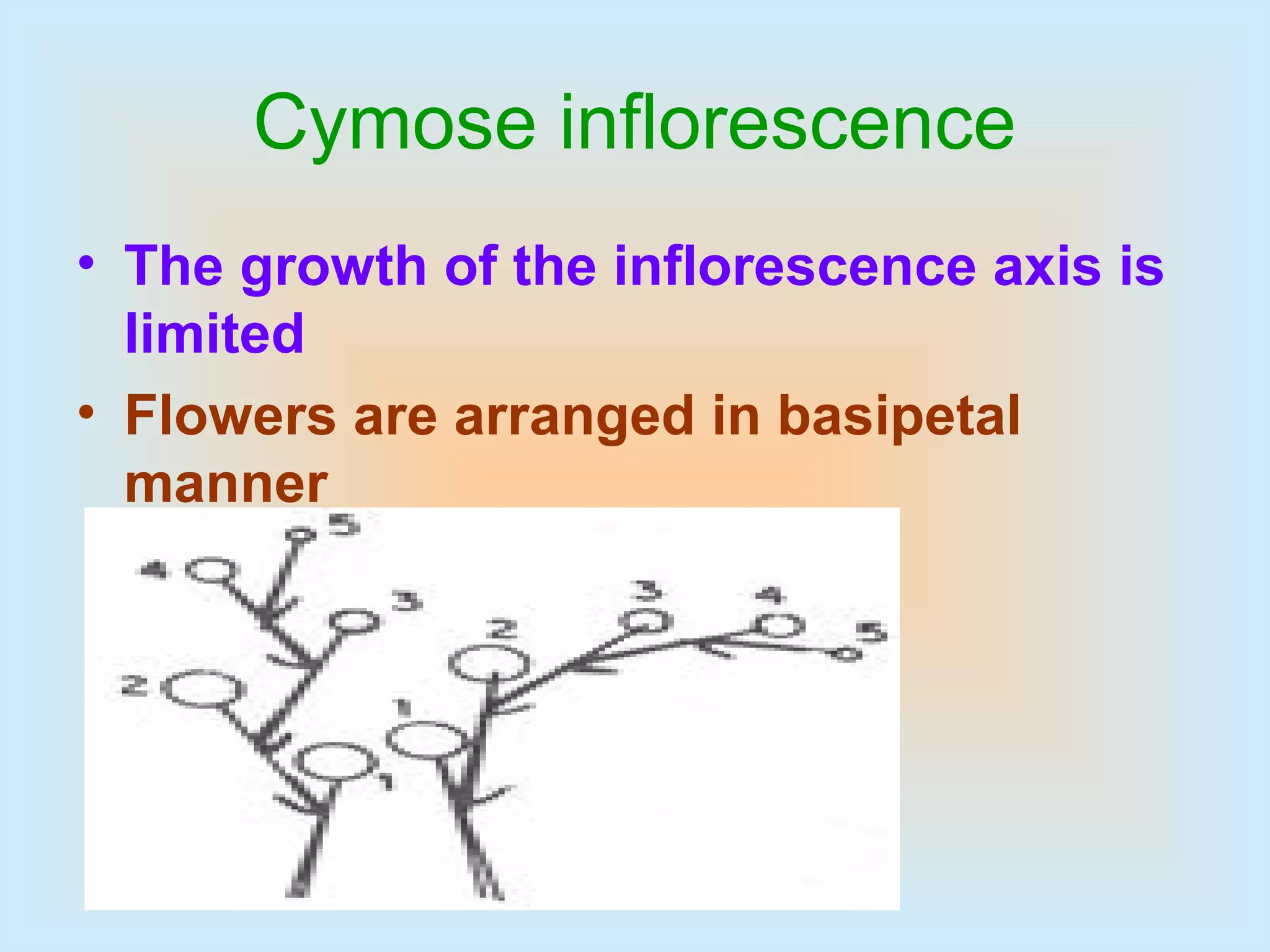5. morphology of flowering parts (inflorescence) | PPT