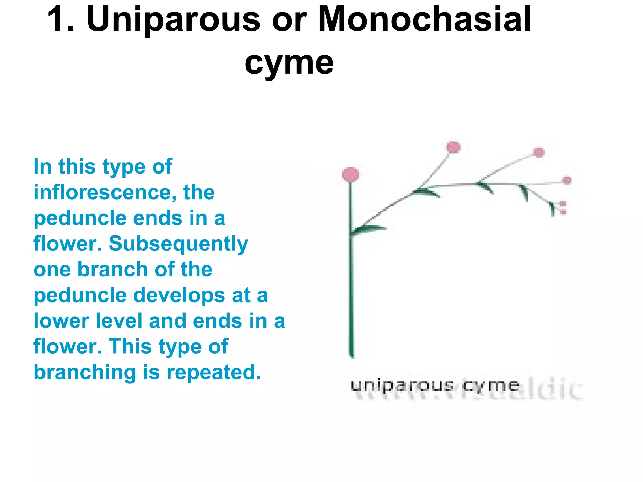 5. morphology of flowering parts (inflorescence) | PPT