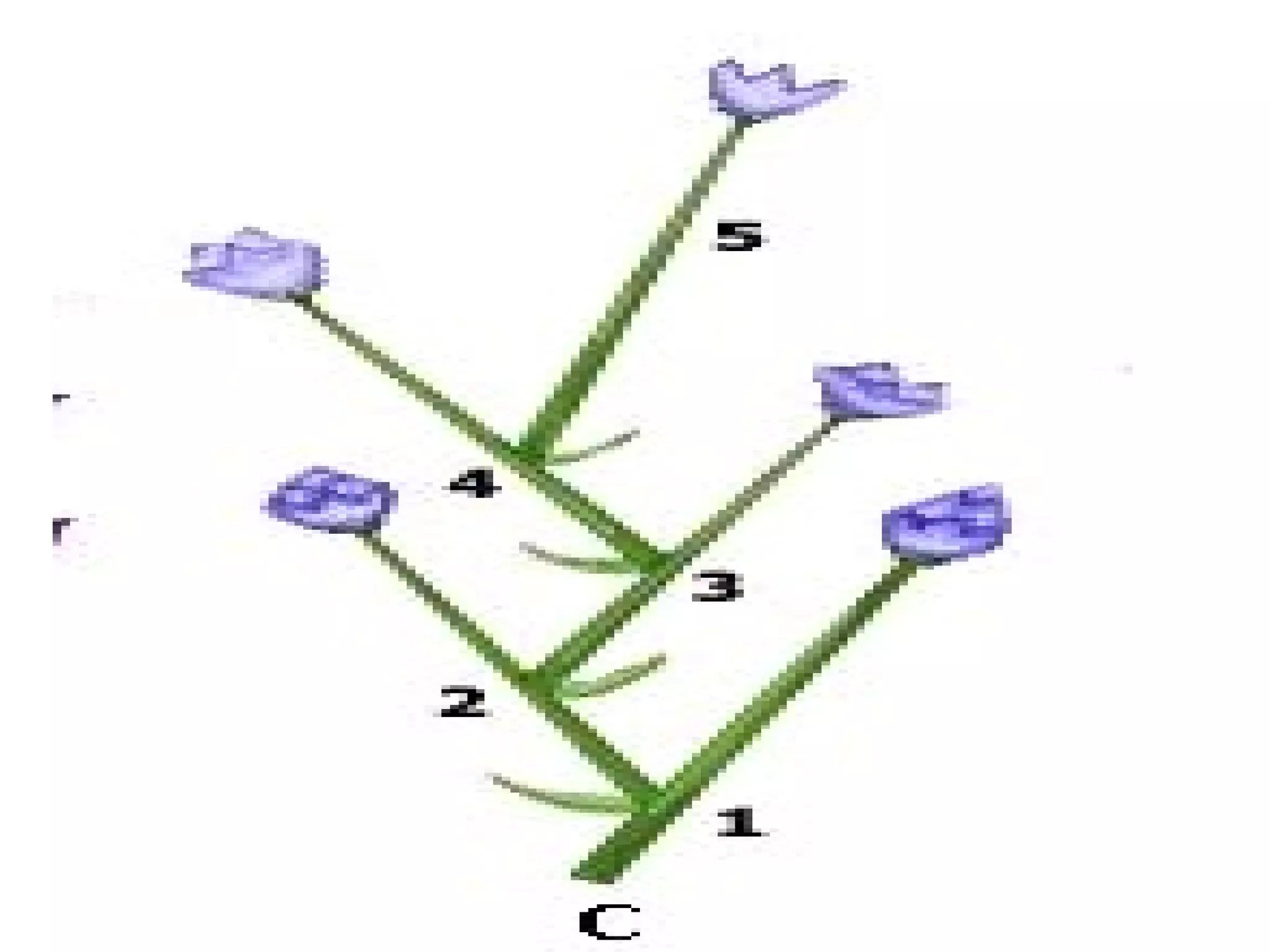 5. morphology of flowering parts (inflorescence) | PPT