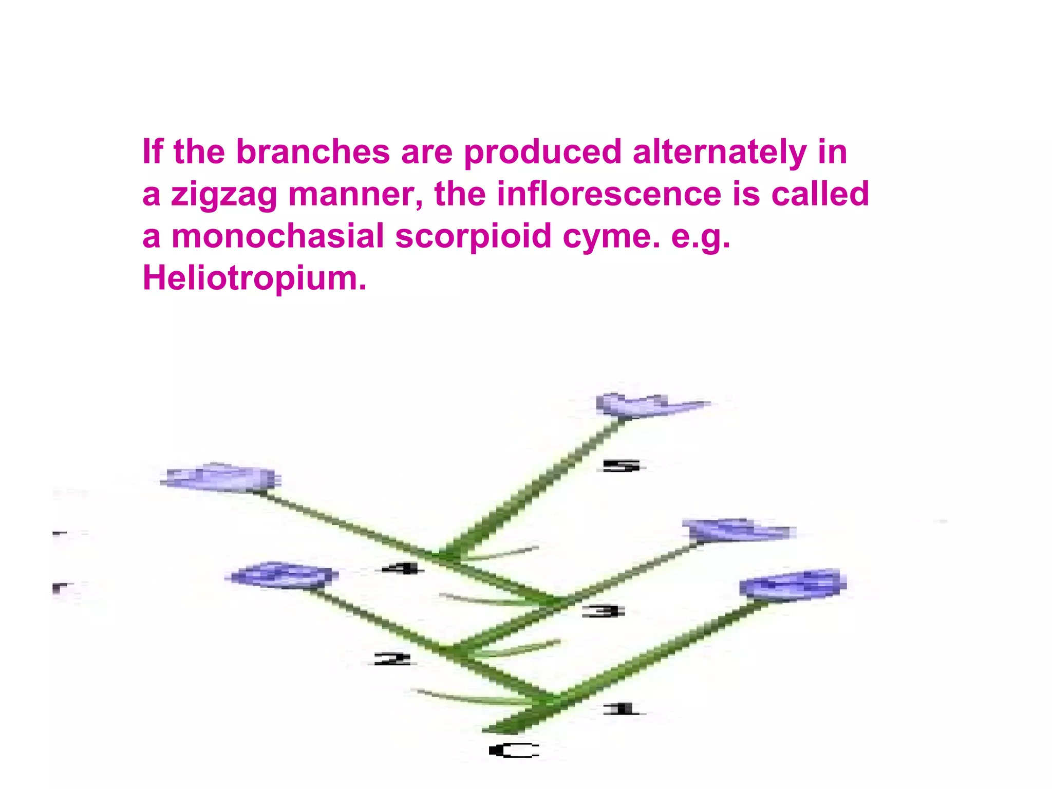 5. morphology of flowering parts (inflorescence) | PPT