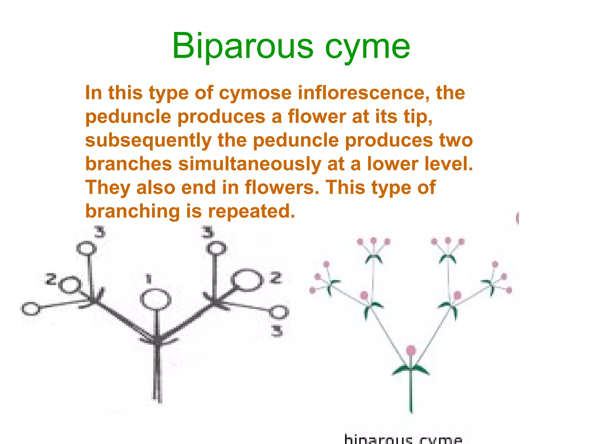 5. morphology of flowering parts (inflorescence) | PPT