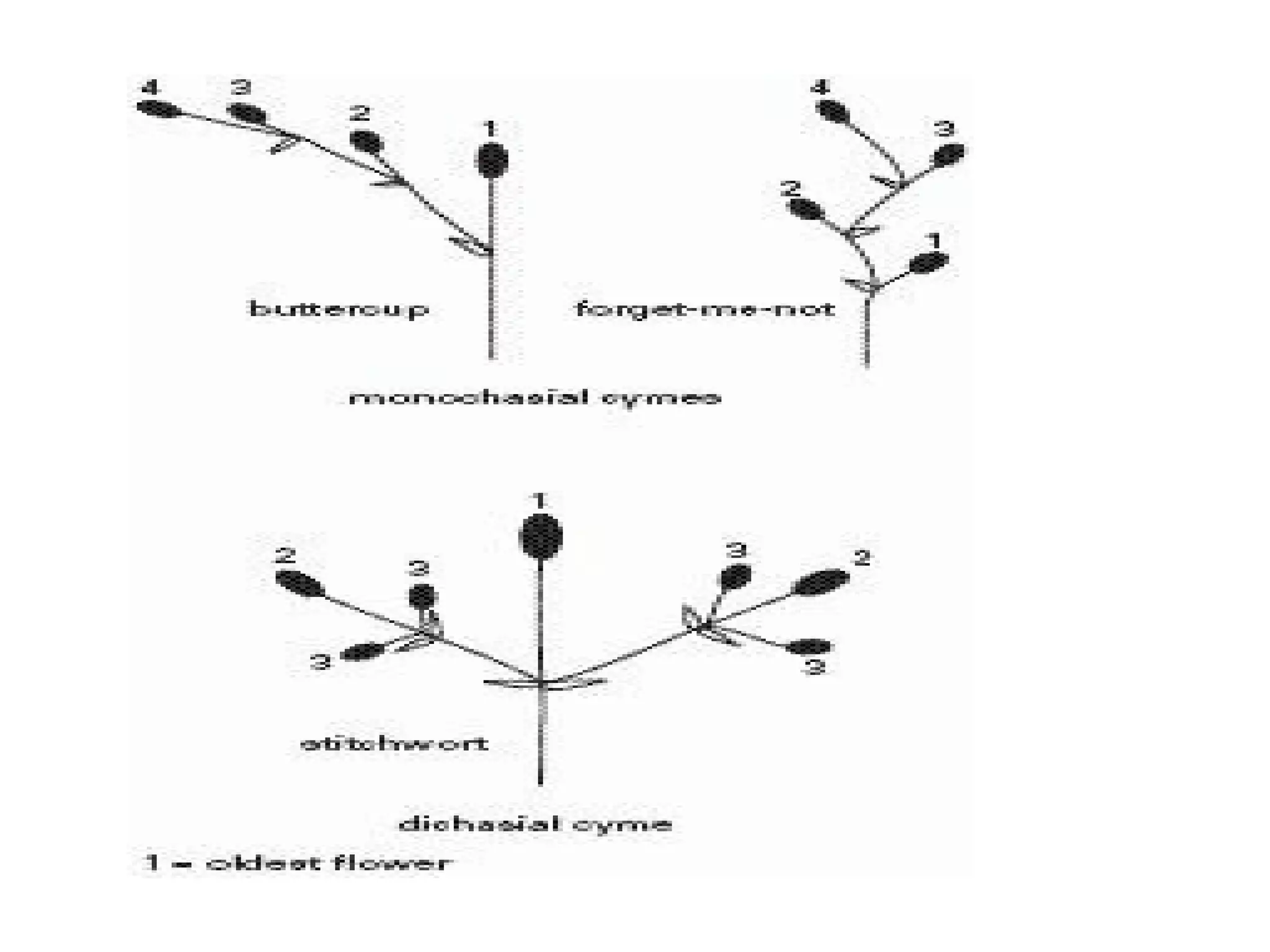 5. morphology of flowering parts (inflorescence) | PPT