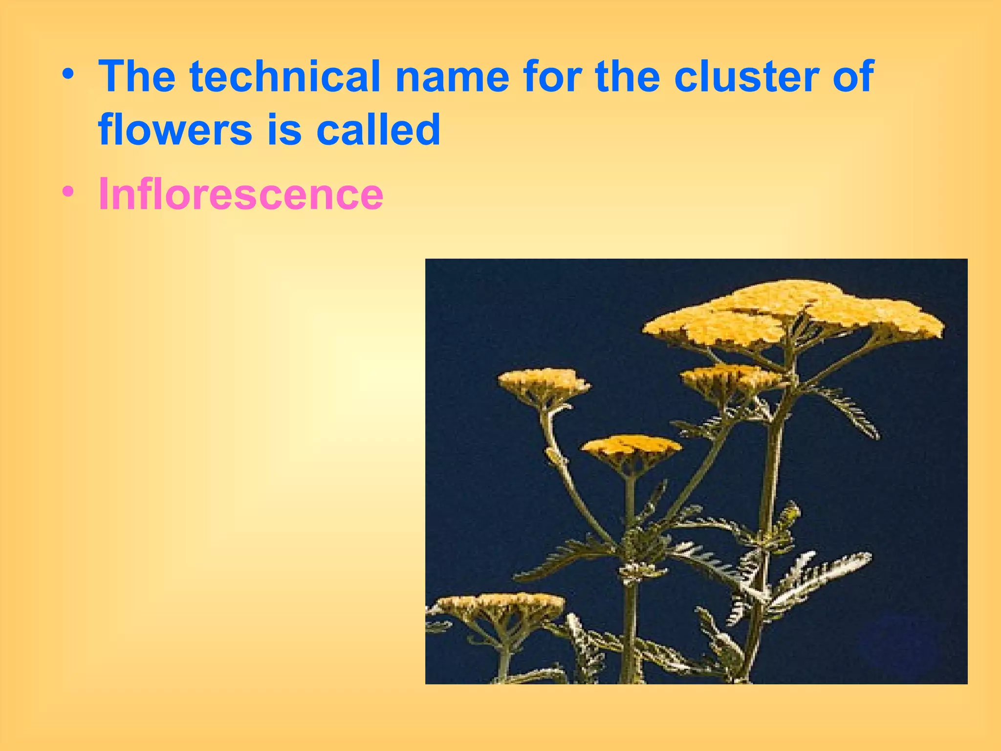 5. morphology of flowering parts (inflorescence) | PPT