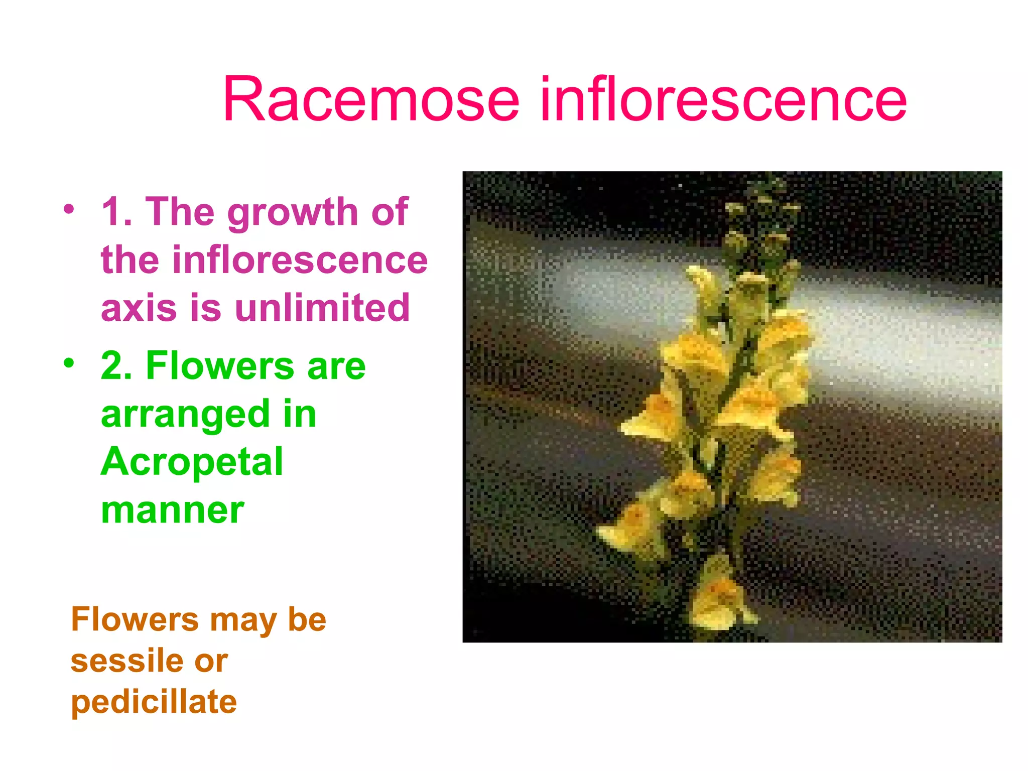 5. morphology of flowering parts (inflorescence) | PPT