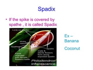 Inflorescence Spadix