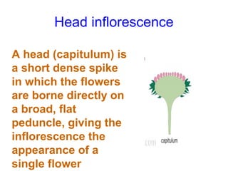 Head Inflorescence