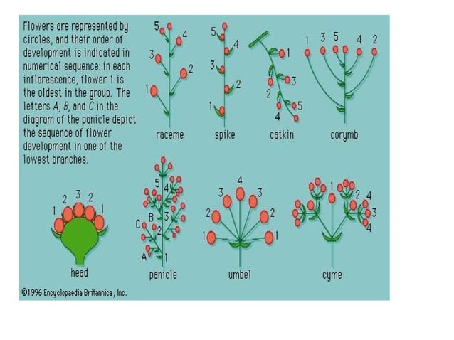 5. morphology of flowering parts (inflorescence) | PPT | Gardening ...