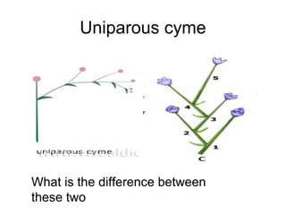 5. morphology of flowering parts (inflorescence) | PPT