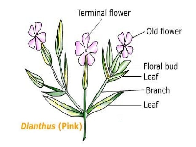 5. morphology of flowering parts (inflorescence) | PPT | Gardening ...