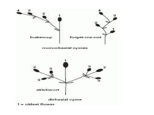 5. morphology of flowering parts (inflorescence) | PPT