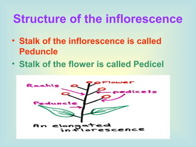5. morphology of flowering parts (inflorescence) | PPT | Gardening ...