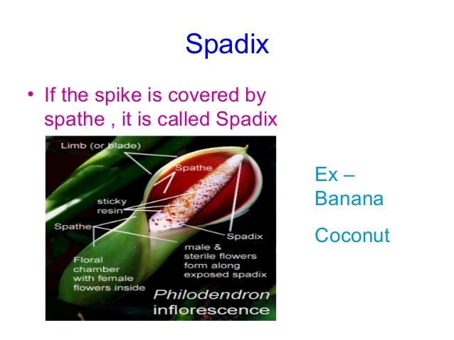 5. morphology of flowering parts (inflorescence)