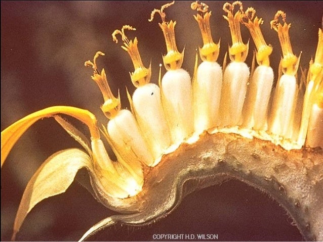 5. morphology of flowering parts (inflorescence)