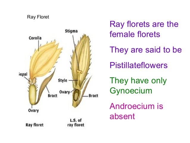 5. morphology of flowering parts (inflorescence)