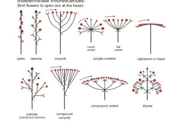5. morphology of flowering parts (inflorescence)
