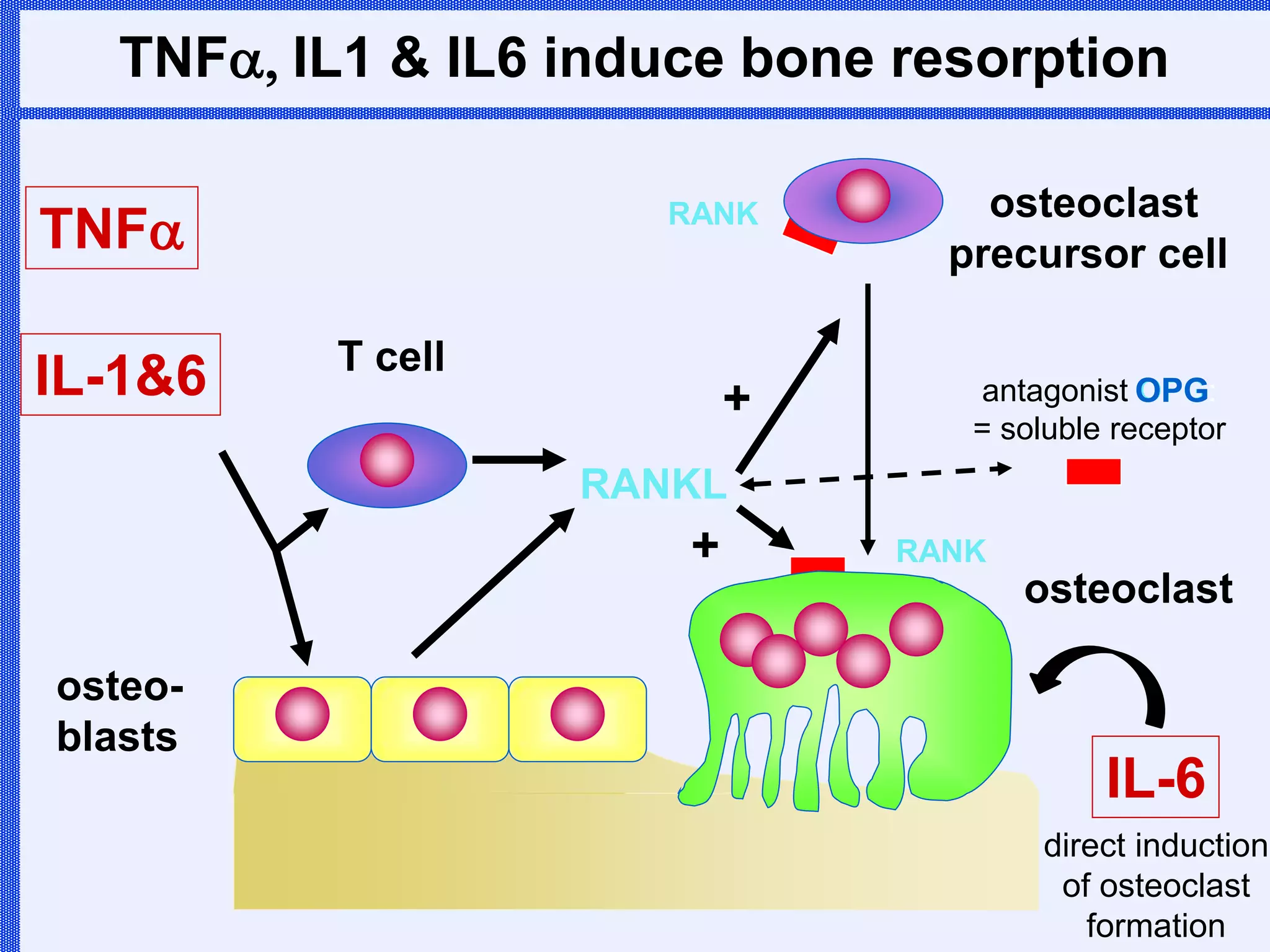 5. Frank Buttgereit. Fin40 min rheumatic diseases and osteoporosis | PPT