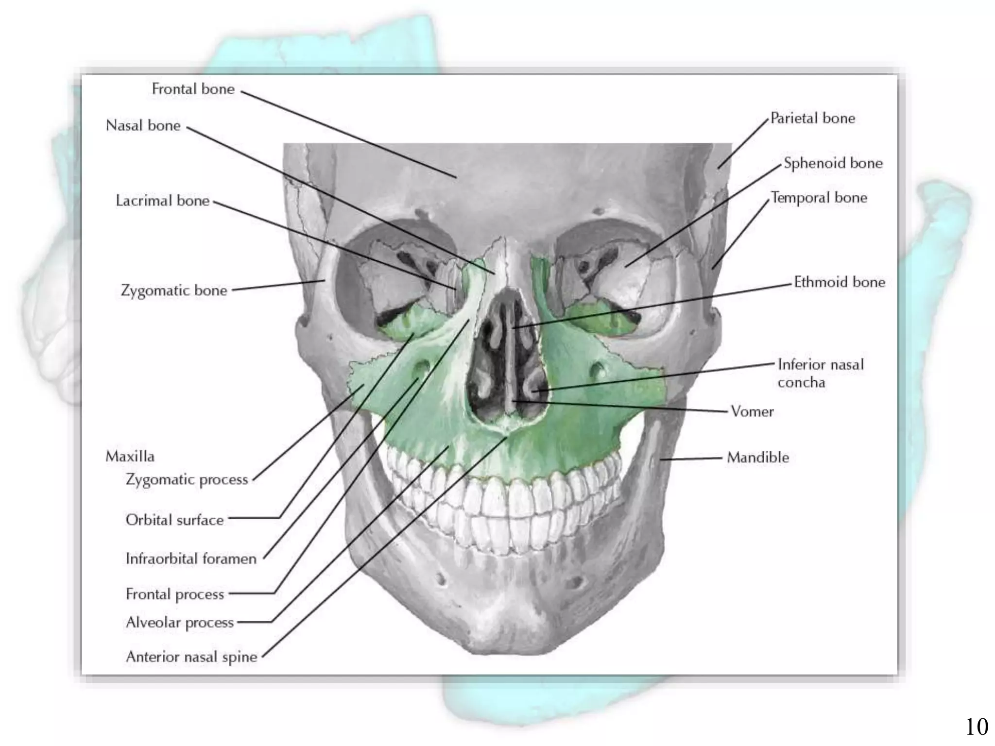 5.osteology of maxilla and mandible, facial nerve | PPTX