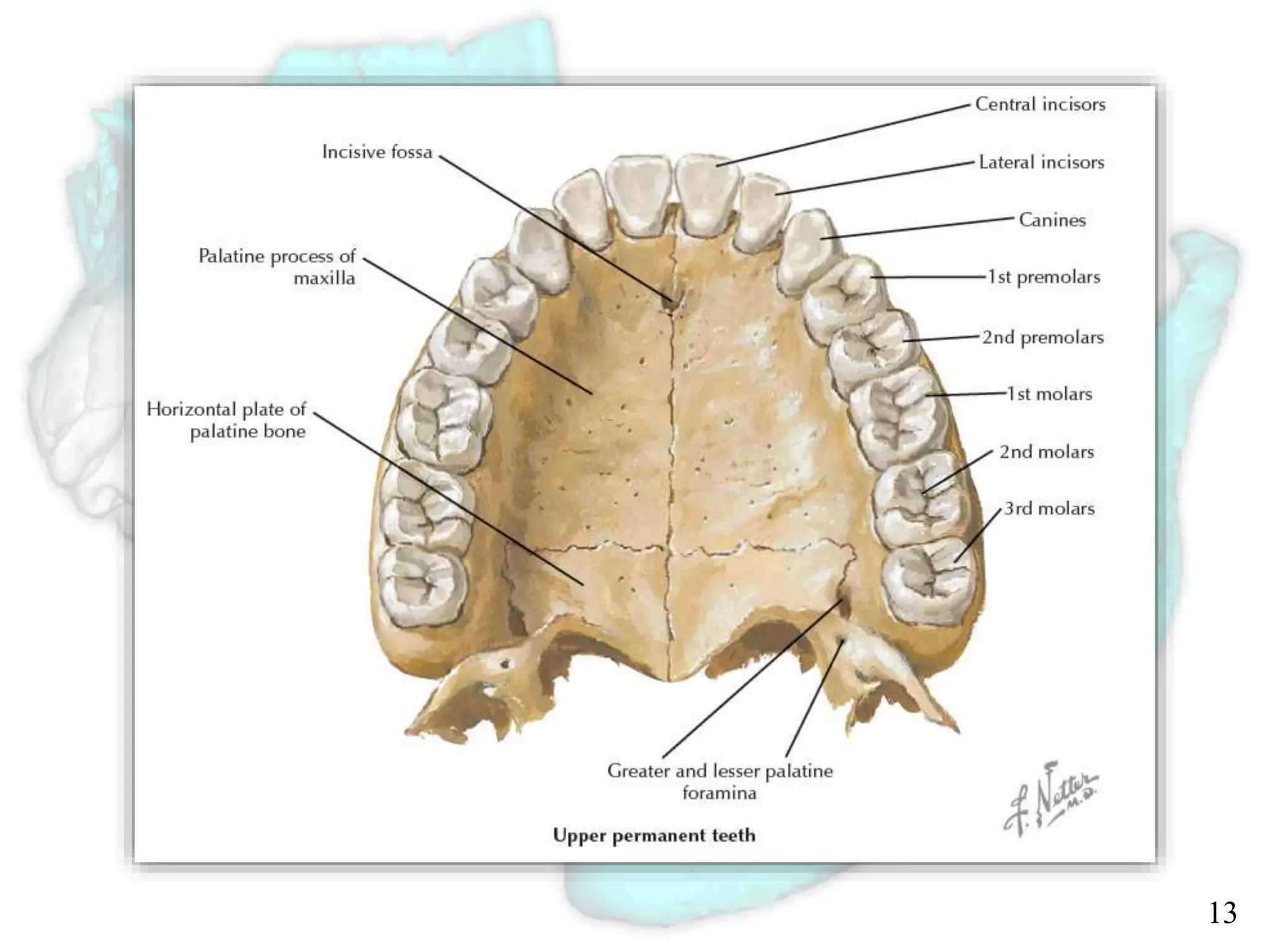 5.osteology of maxilla and mandible, facial nerve | PPTX