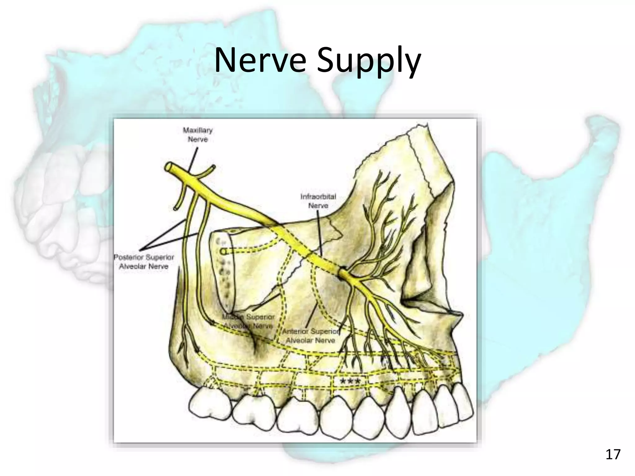 5.osteology of maxilla and mandible, facial nerve | PPTX | Ear, Nose and Throat Conditions ...