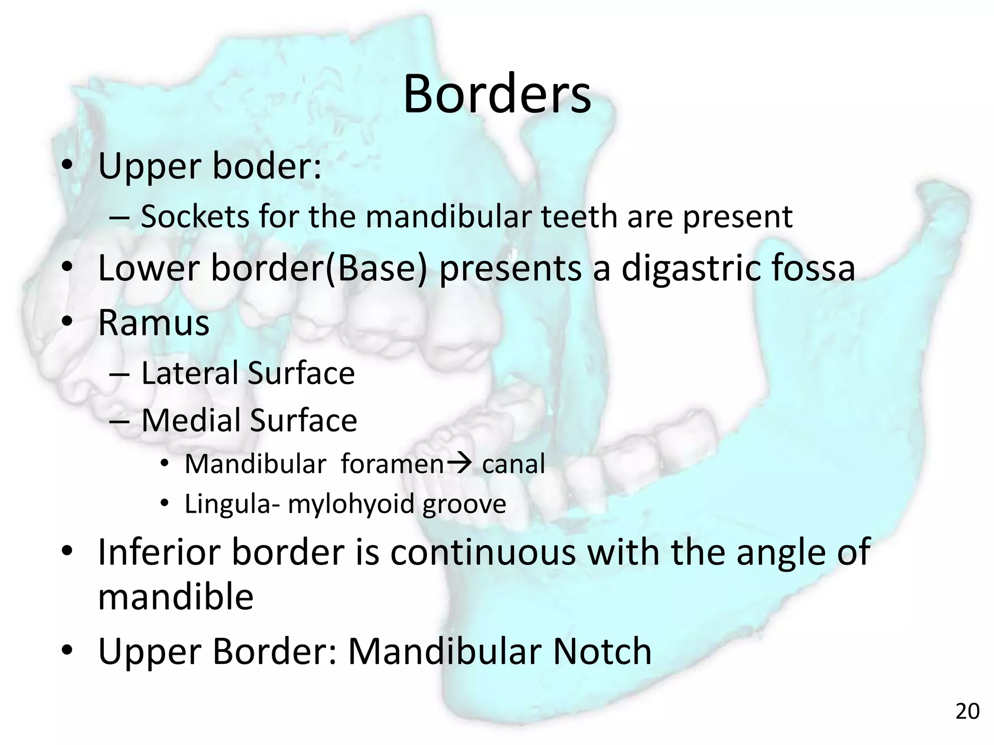 5.osteology of maxilla and mandible, facial nerve | PPTX | Ear, Nose and Throat Conditions ...