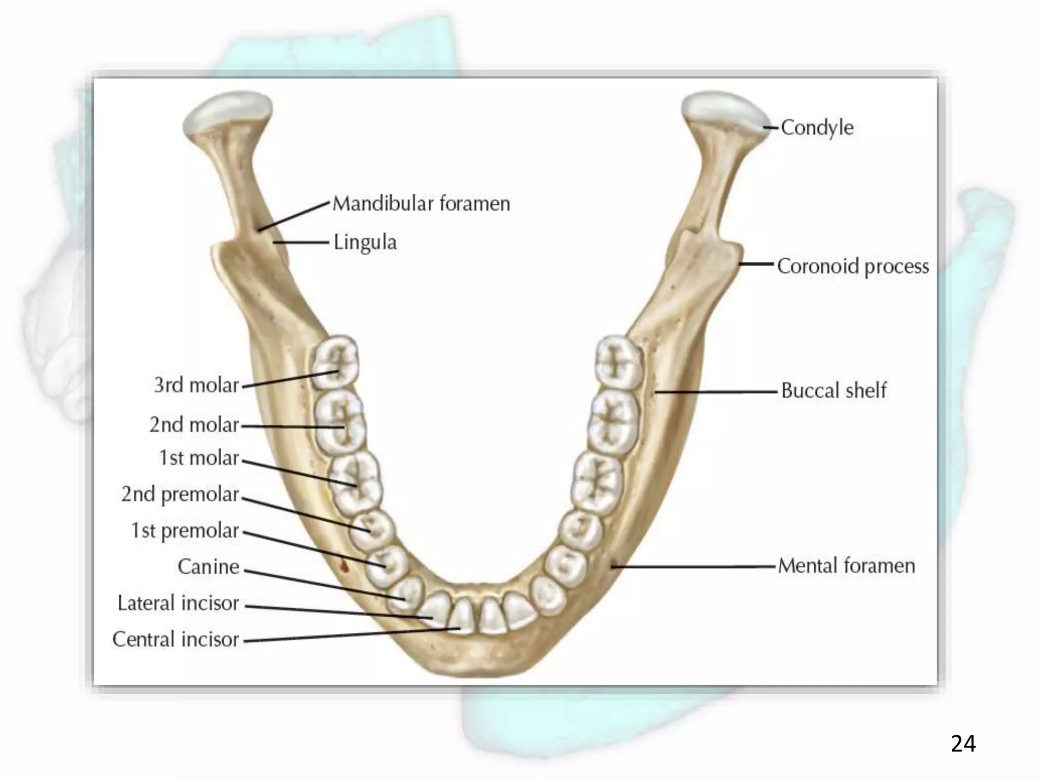 5.osteology of maxilla and mandible, facial nerve | PPTX | Ear, Nose and Throat Conditions ...