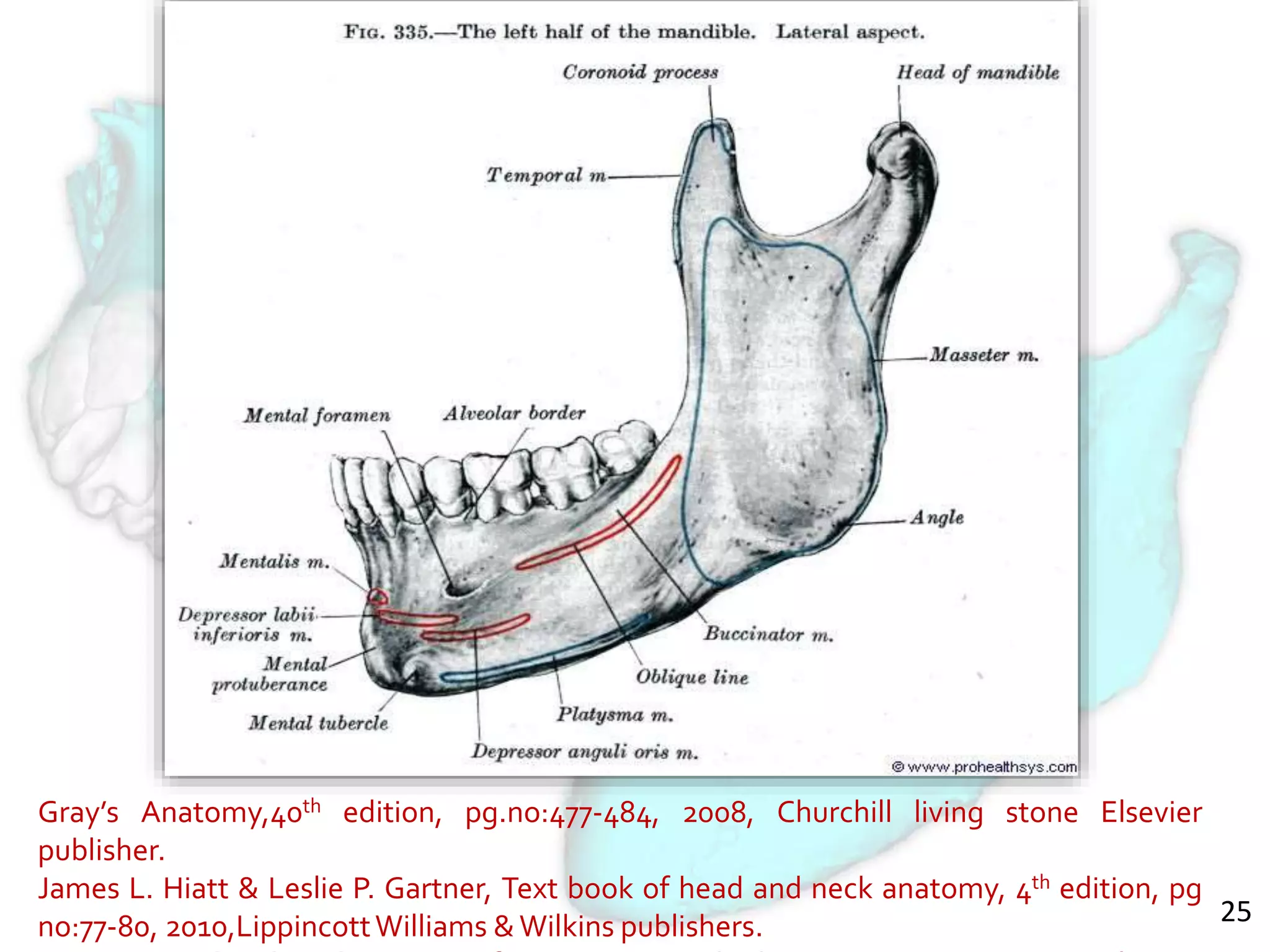 5.osteology of maxilla and mandible, facial nerve | PPTX | Ear, Nose and Throat Conditions ...