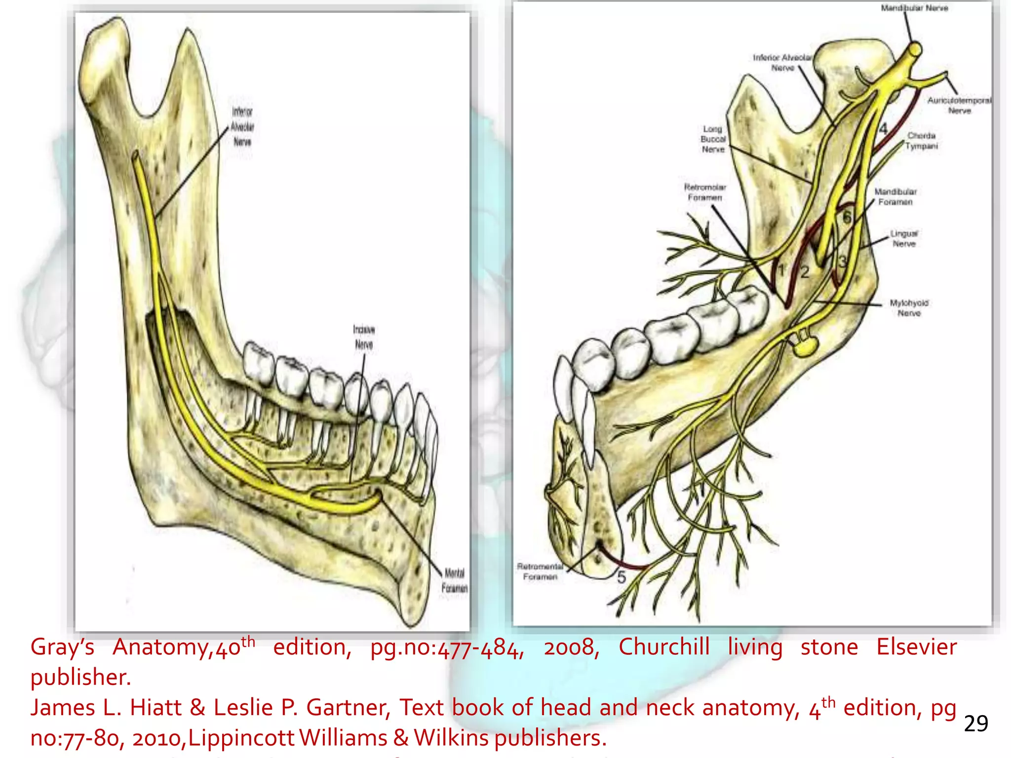 5.osteology of maxilla and mandible, facial nerve | PPTX | Ear, Nose and Throat Conditions ...