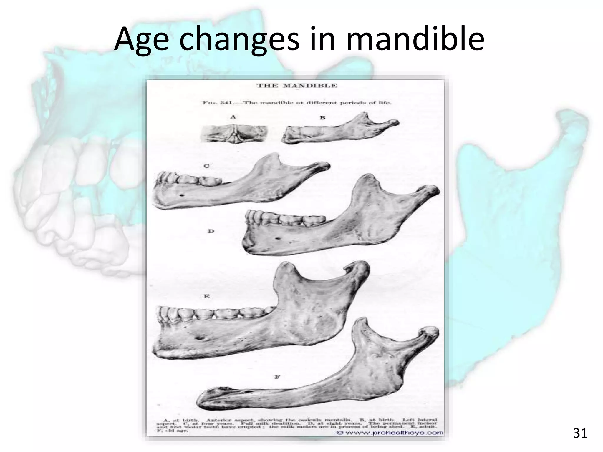 5.osteology of maxilla and mandible, facial nerve | PPTX | Ear, Nose and Throat Conditions ...