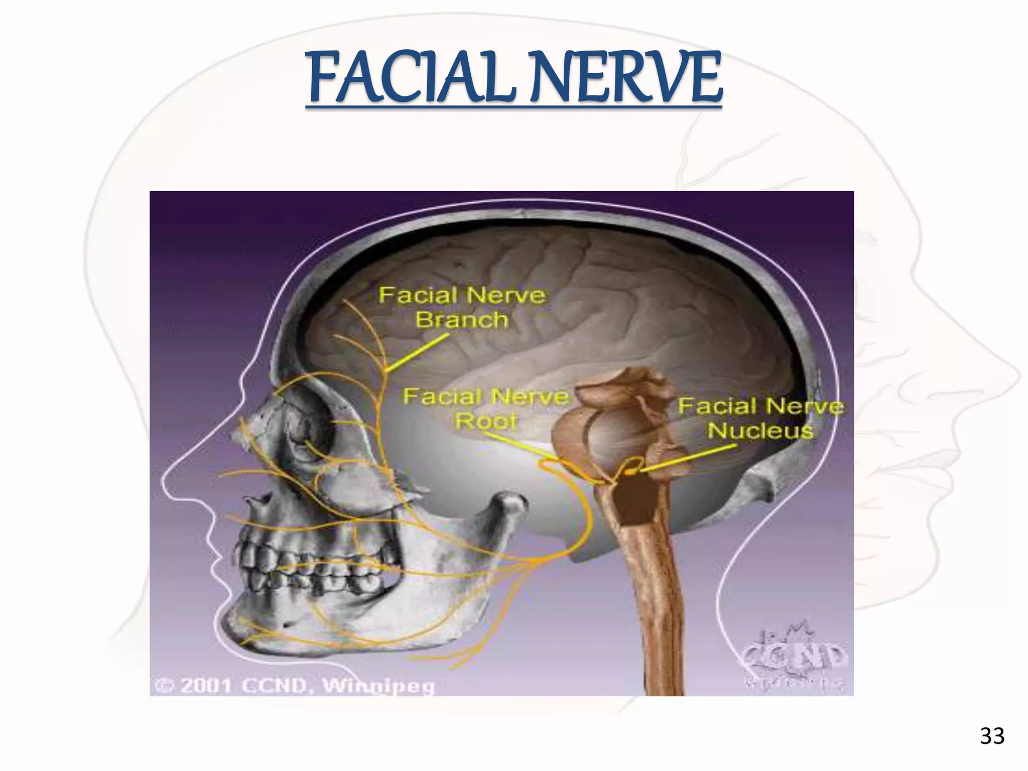 5.osteology of maxilla and mandible, facial nerve | PPTX | Ear, Nose and Throat Conditions ...