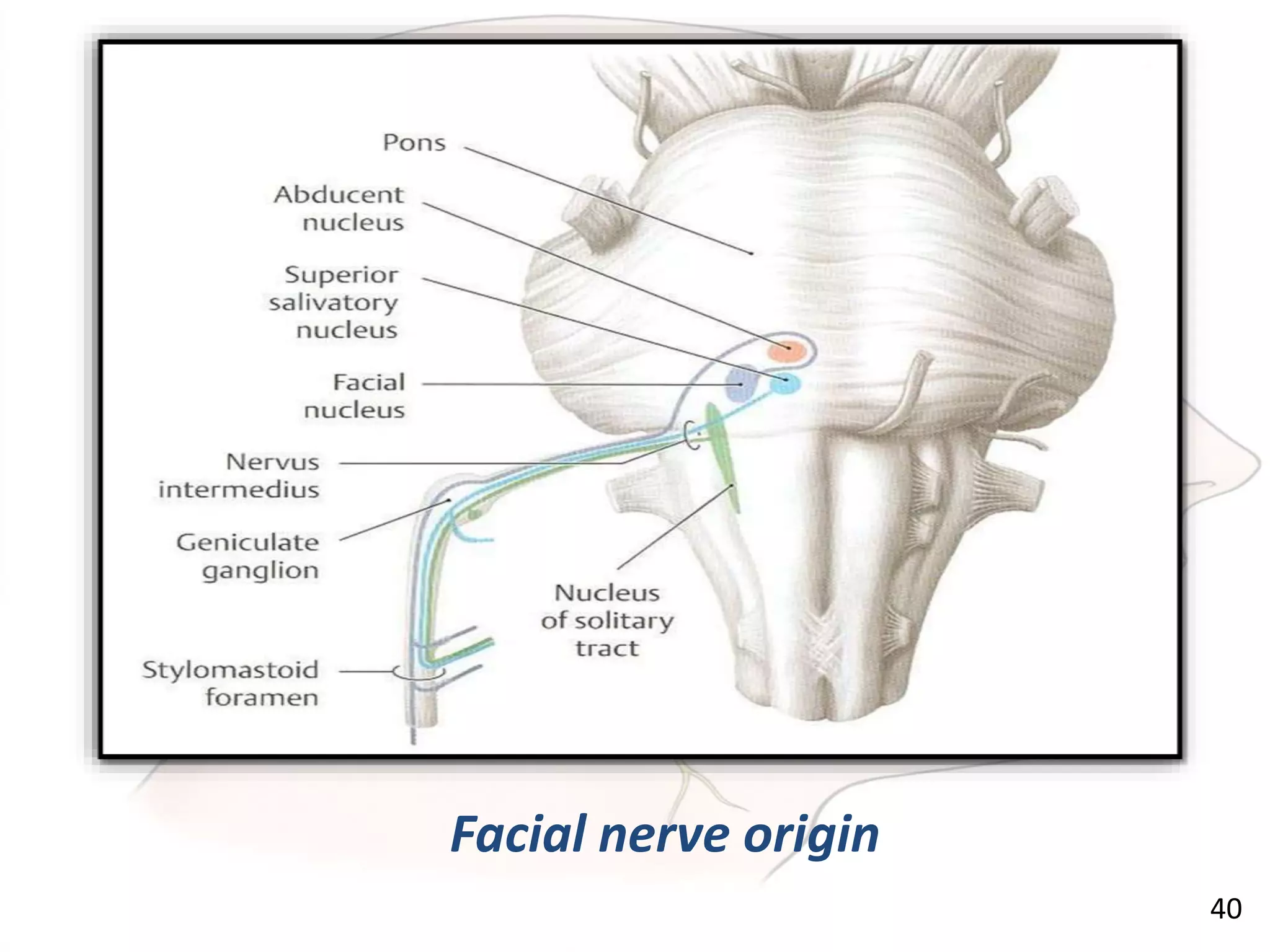 5.osteology of maxilla and mandible, facial nerve | PPTX | Ear, Nose and Throat Conditions ...