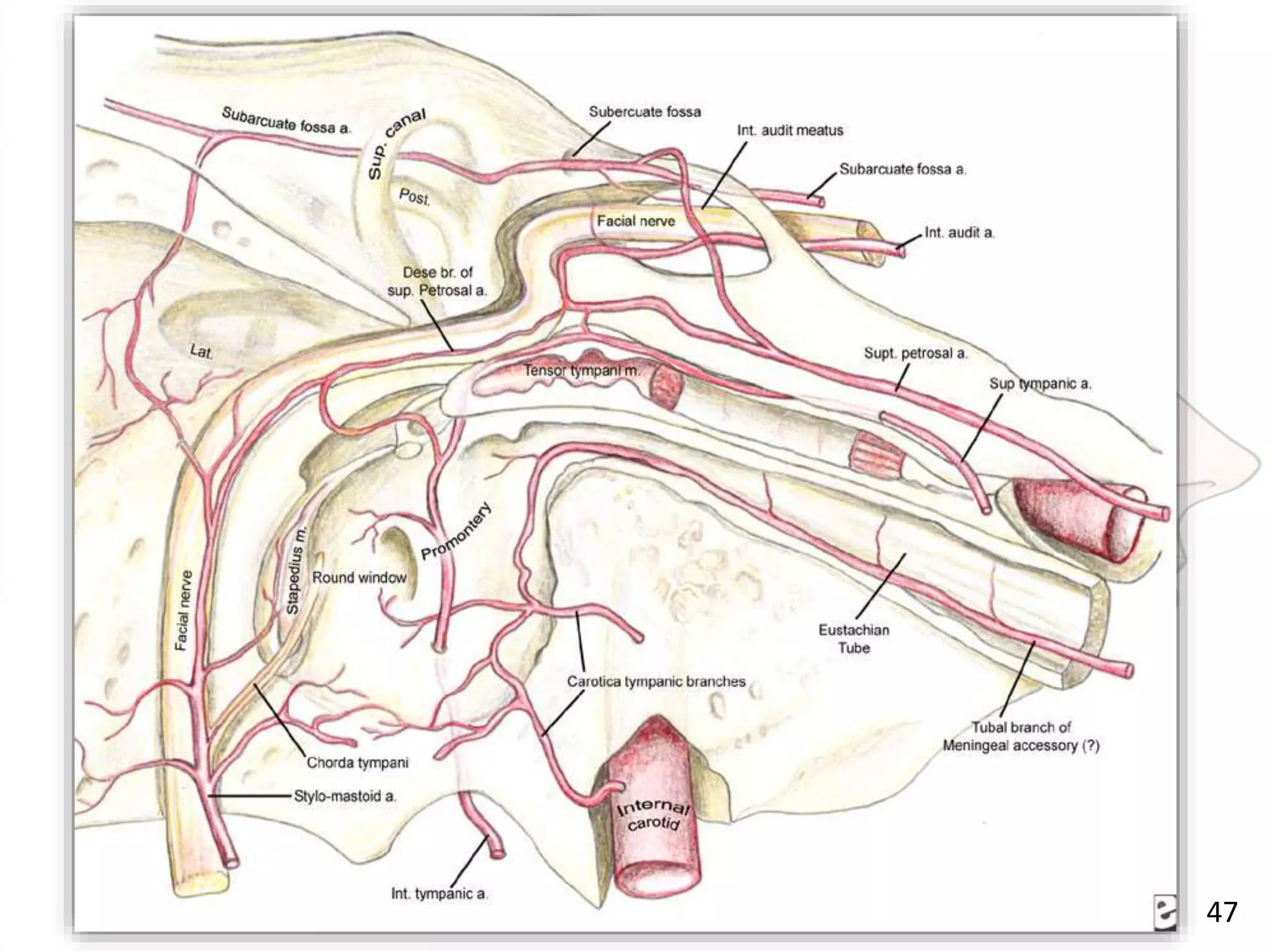 5.osteology of maxilla and mandible, facial nerve | PPTX | Ear, Nose and Throat Conditions ...