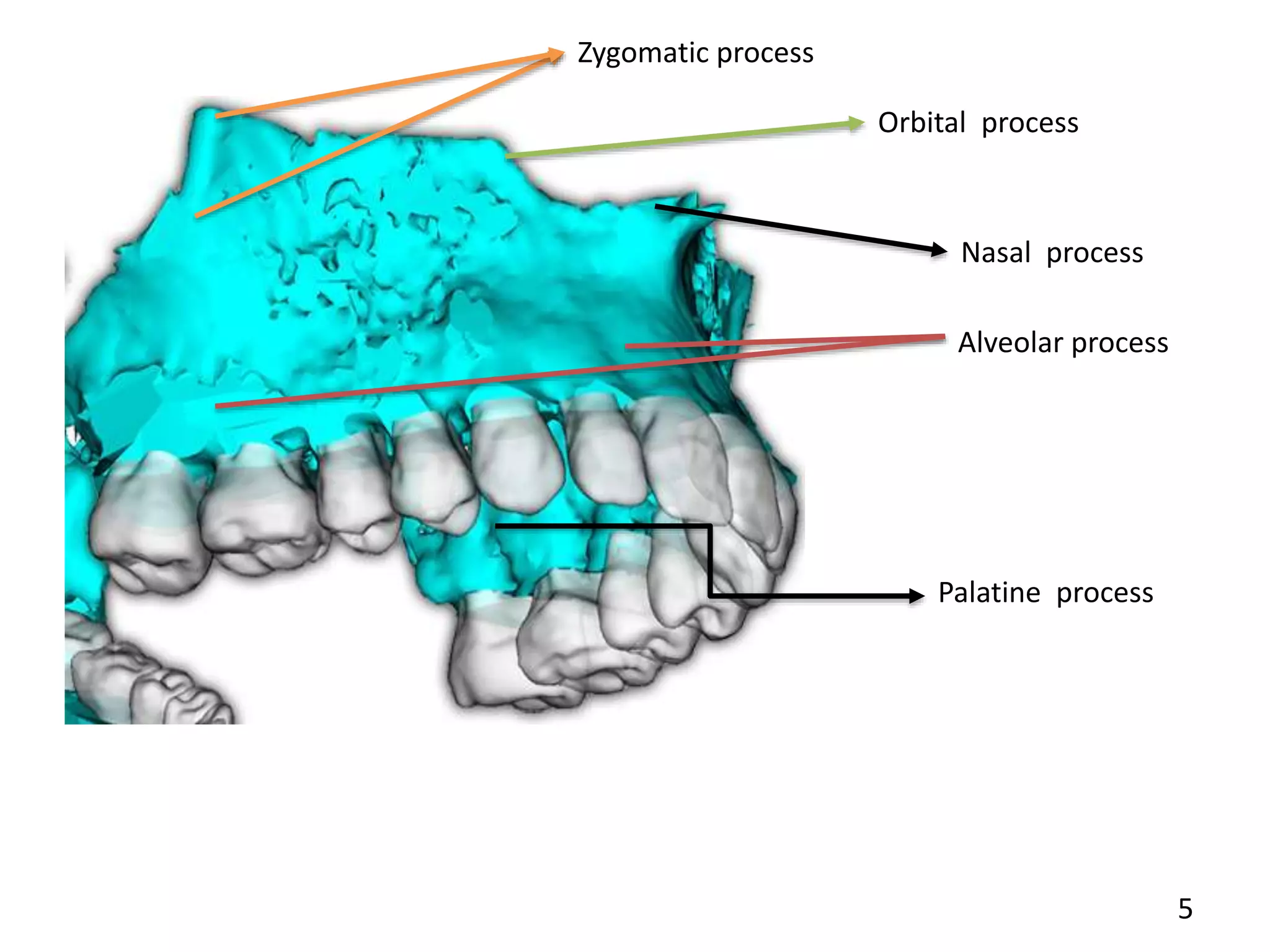 5.osteology of maxilla and mandible, facial nerve | PPTX