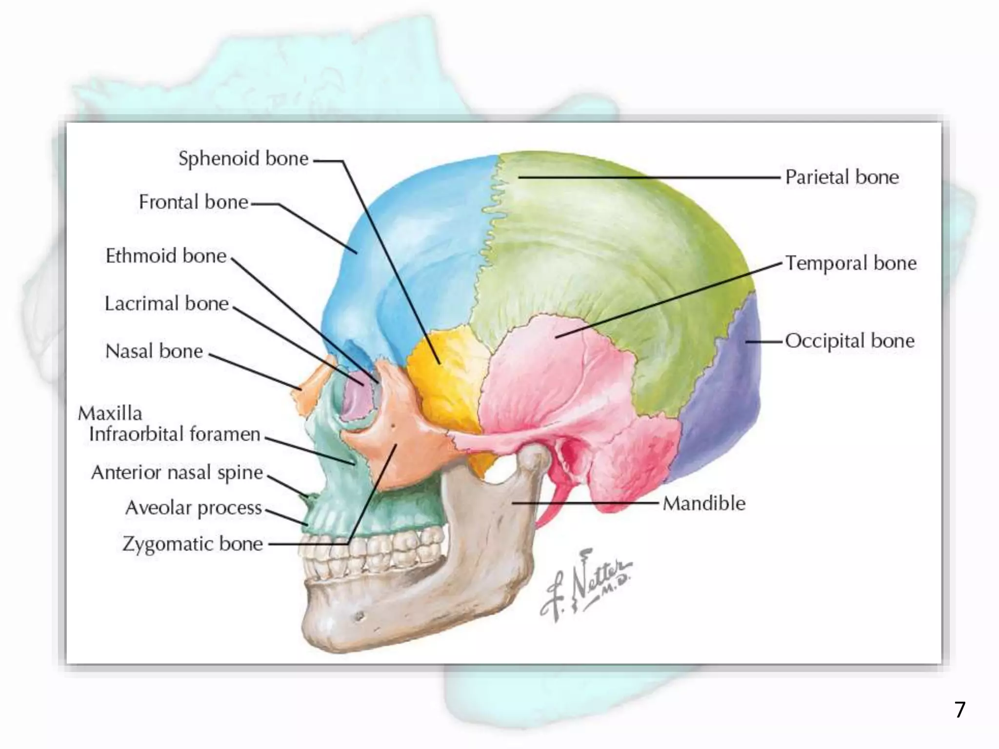 5.osteology of maxilla and mandible, facial nerve | PPTX