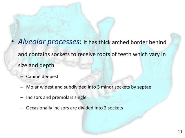 5.osteology of maxilla and mandible, facial nerve | PPTX | Ear, Nose ...