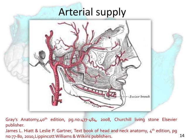 5.osteology of maxilla and mandible, facial nerve | PPTX | Ear, Nose ...