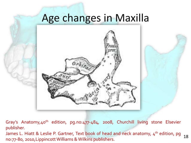 5.osteology of maxilla and mandible, facial nerve | PPTX | Ear, Nose and Throat Conditions ...
