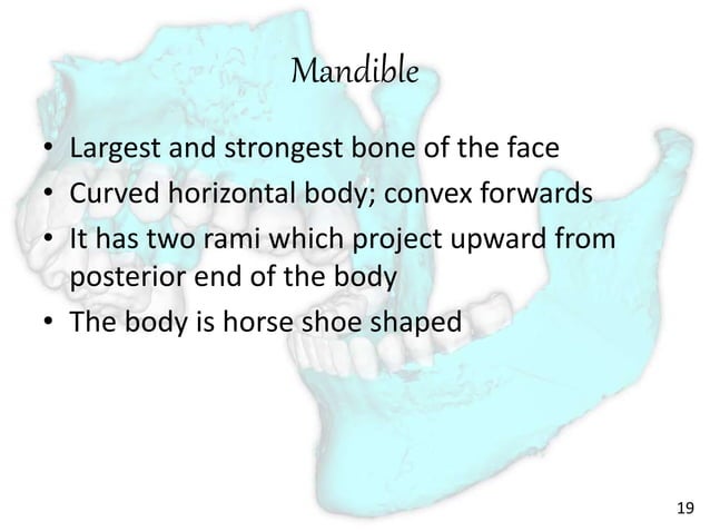 5.osteology of maxilla and mandible, facial nerve | PPTX | Ear, Nose and Throat Conditions ...