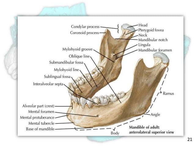 5.osteology of maxilla and mandible, facial nerve | PPTX | Ear, Nose ...