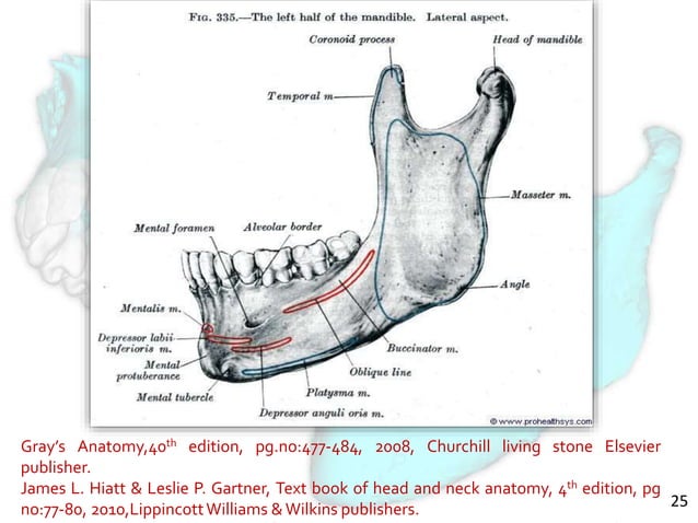 5.osteology of maxilla and mandible, facial nerve | PPTX | Ear, Nose ...