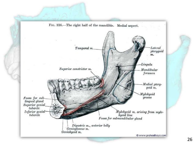 5.osteology of maxilla and mandible, facial nerve | PPTX | Ear, Nose ...