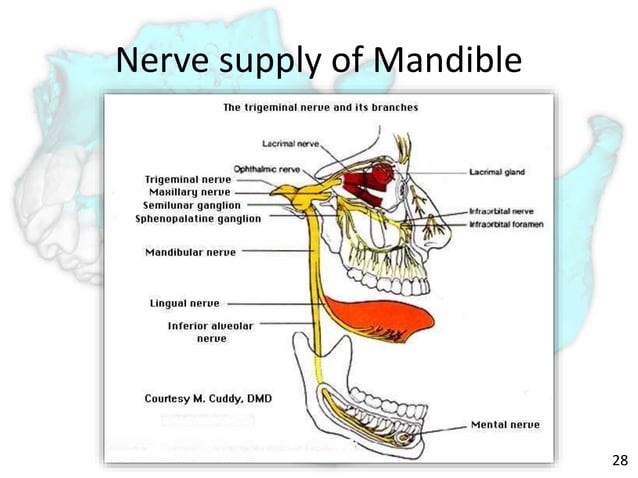 5.osteology of maxilla and mandible, facial nerve | PPTX | Ear, Nose ...