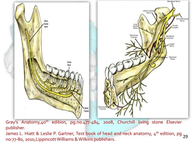 5.osteology of maxilla and mandible, facial nerve | PPTX | Ear, Nose ...