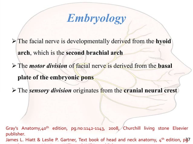 5.osteology of maxilla and mandible, facial nerve | PPTX | Ear, Nose and Throat Conditions ...