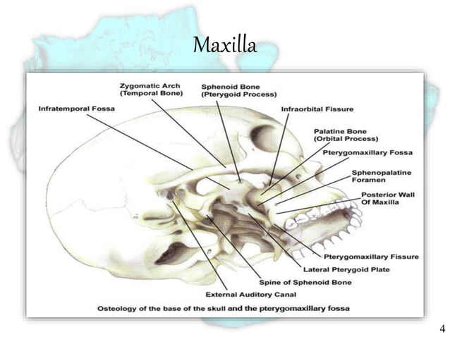 5.osteology of maxilla and mandible, facial nerve | PPTX | Ear, Nose ...