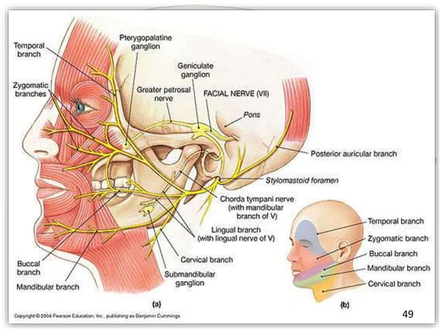 5.osteology of maxilla and mandible, facial nerve | PPTX | Ear, Nose and Throat Conditions ...