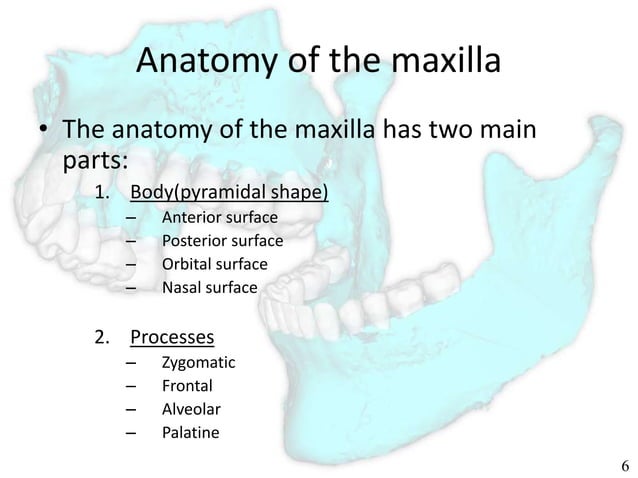 5.osteology of maxilla and mandible, facial nerve | PPTX | Ear, Nose ...